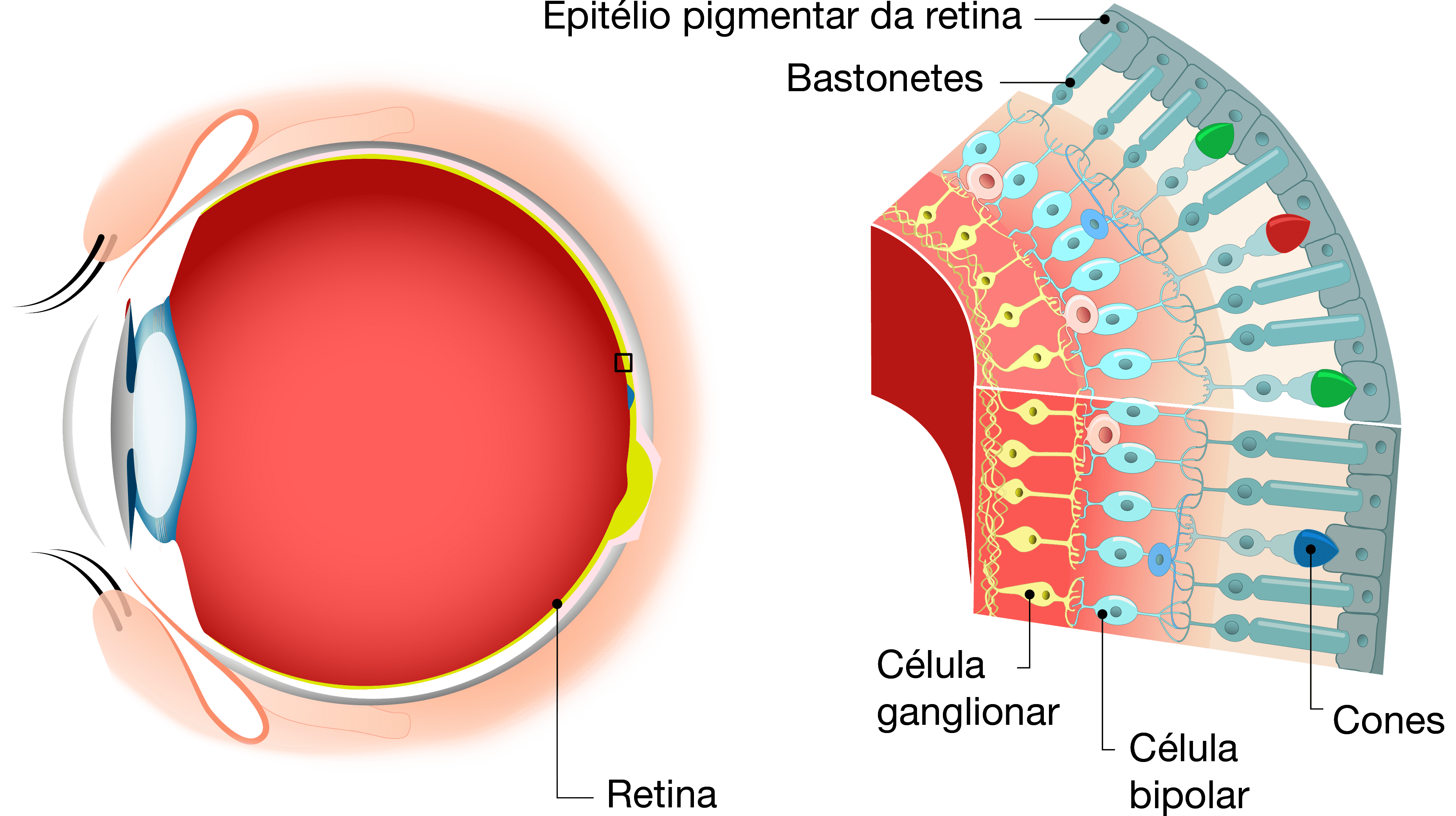 Diagrama De Anatomia Do Olho Anterior Diagrama De Anatomia Do Olho